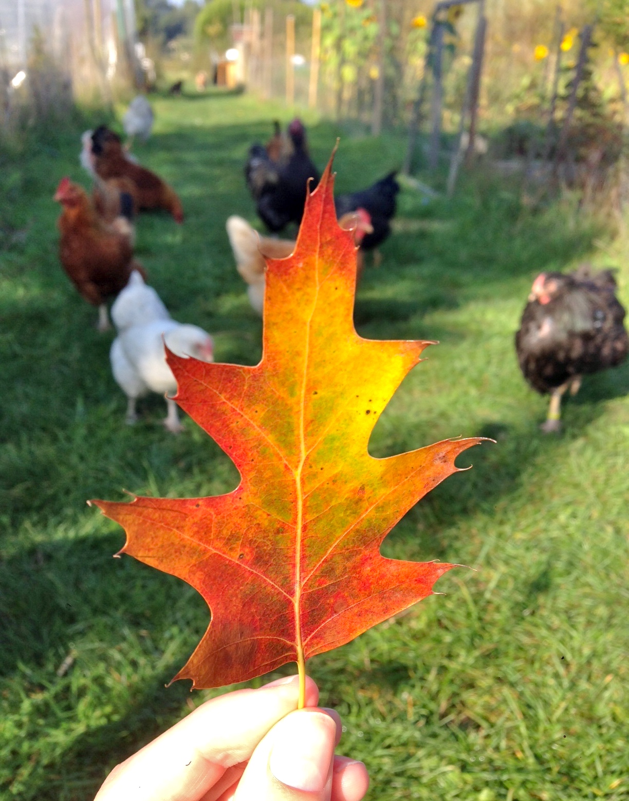 12 Things I love about October | Greenderella